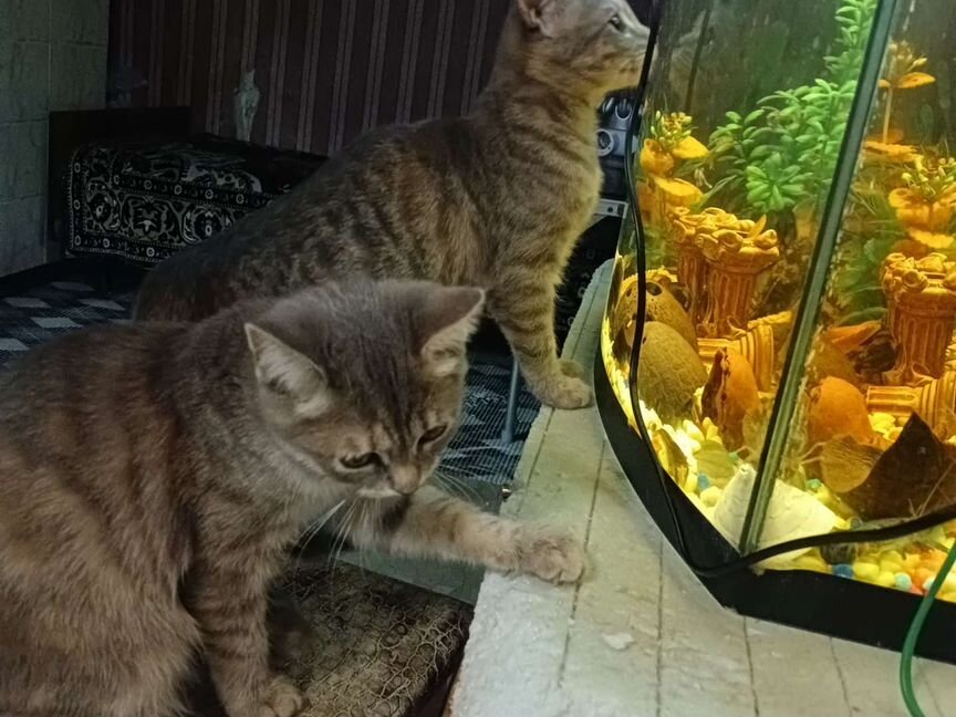 Кошки в добрые руки