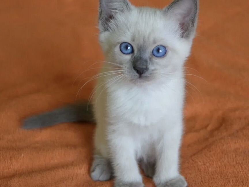 Тайские котята