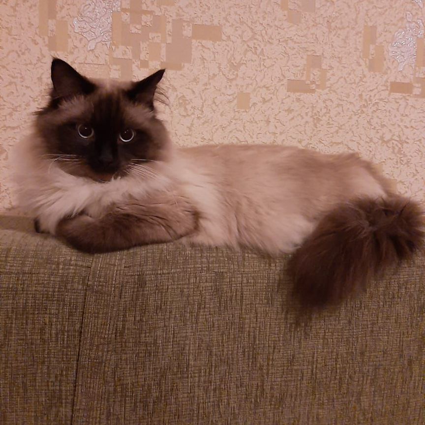 Потерялся кот