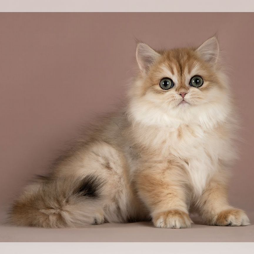 Девочка золотая британская длинношерстная шиншила