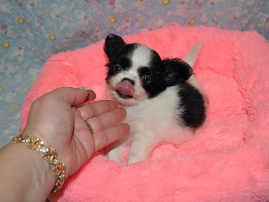 Щенки чихуахуа с документами РКФ