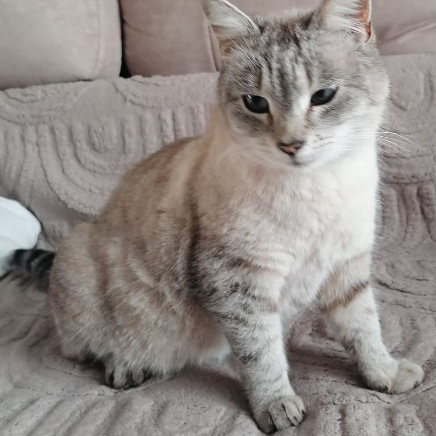 Кошка красавица бесплатно