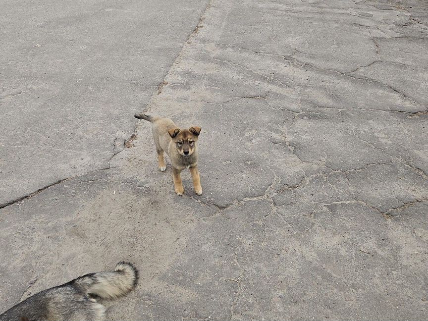 Милые щеночки