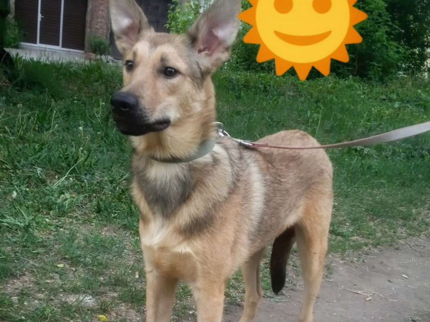 Пес Гром 7 месяцев (охранник)