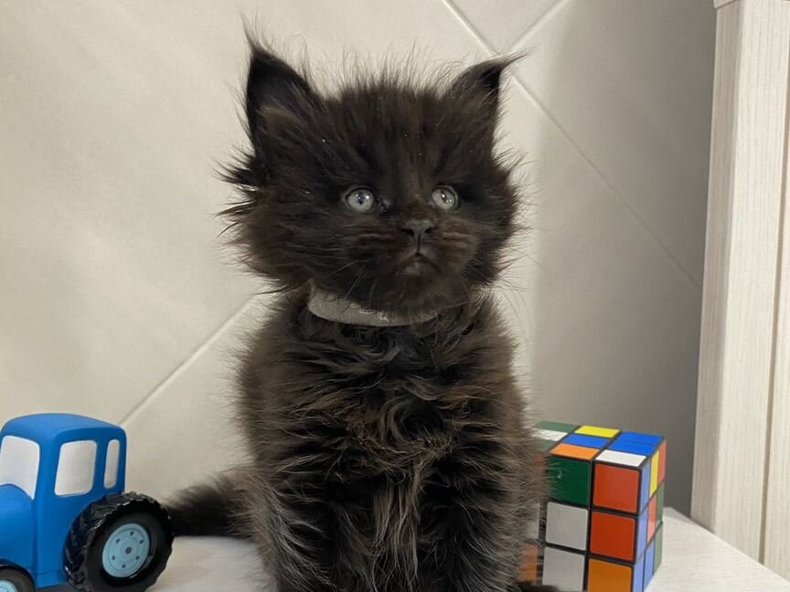 Котята мейн-кун