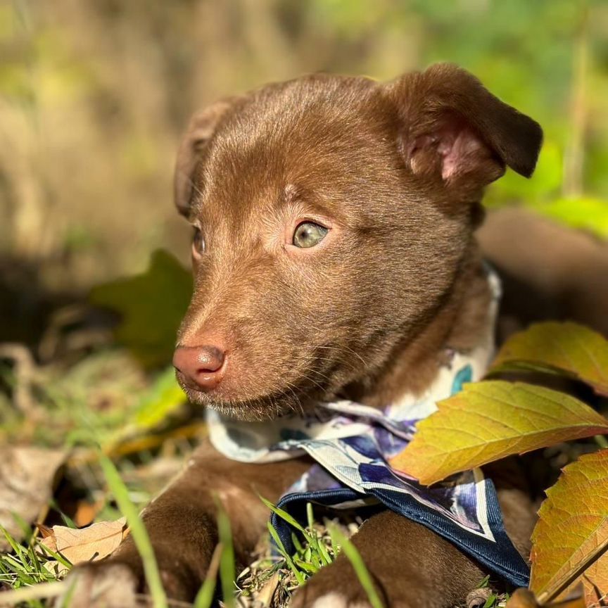 Шоколадные батончики ищут дом