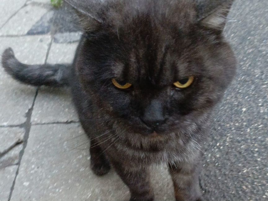 Породистого котика выгнали из дома