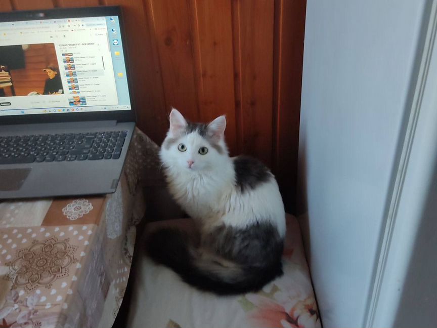 Кошка