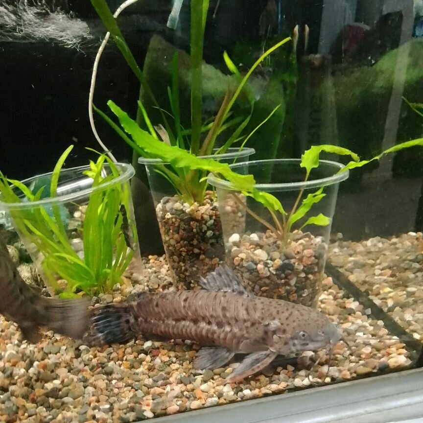 Сом таракатум