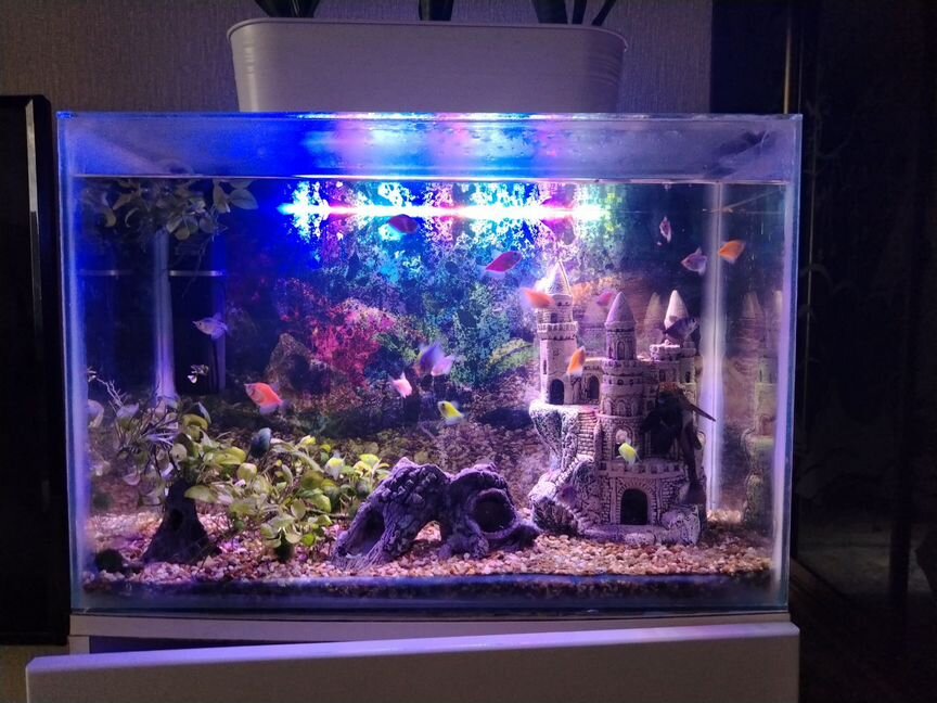 Аквариум с рыбками
