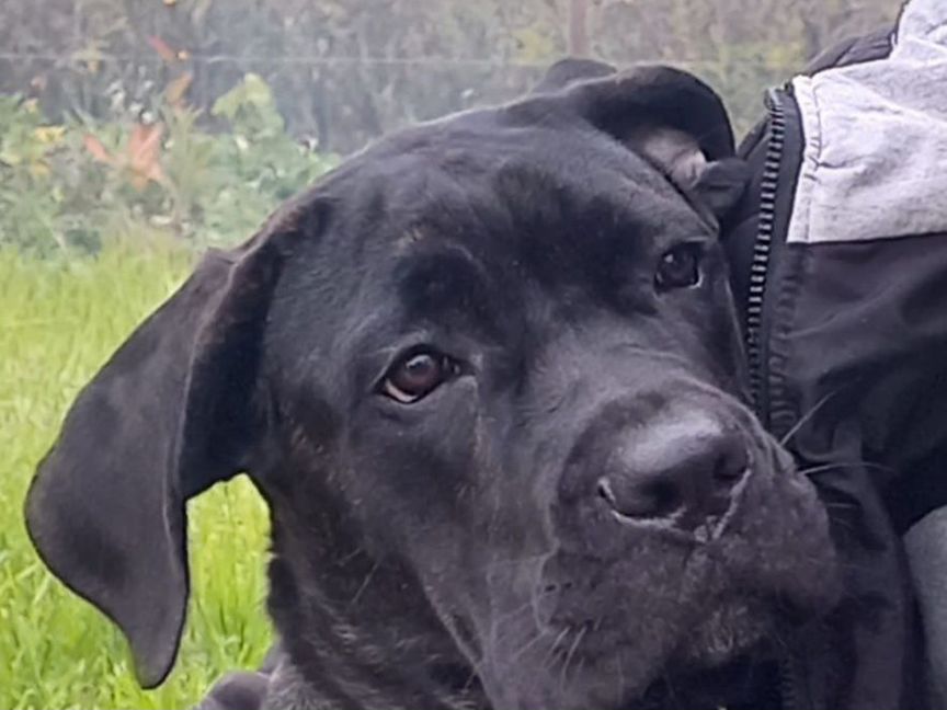 Продам собаку Кони Корса девочка возврат пол года