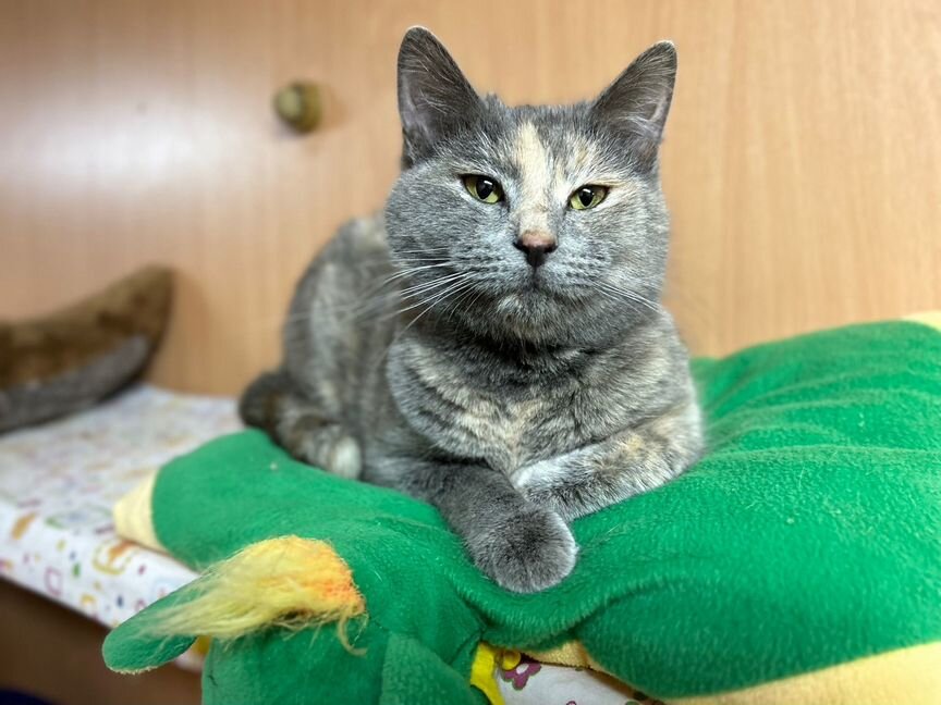 Кошечка Пятнашка в добрые руки