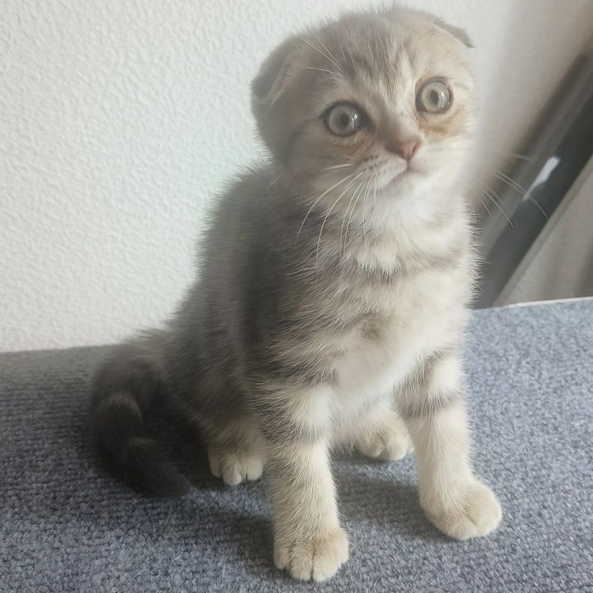 Шотландский вислоухий короткошёрстный котёнок