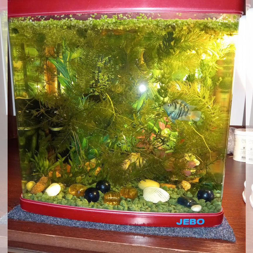 Аквариум около 25 литров