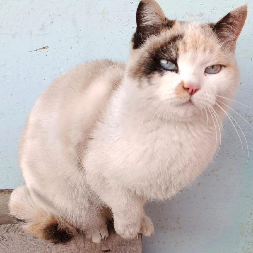 Кошечки из Минино в беде