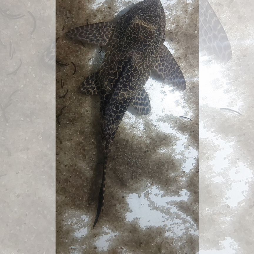 Сом парчовый птеригоплихт