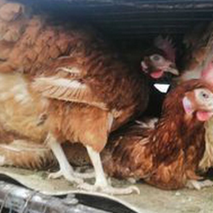 Куры несушки