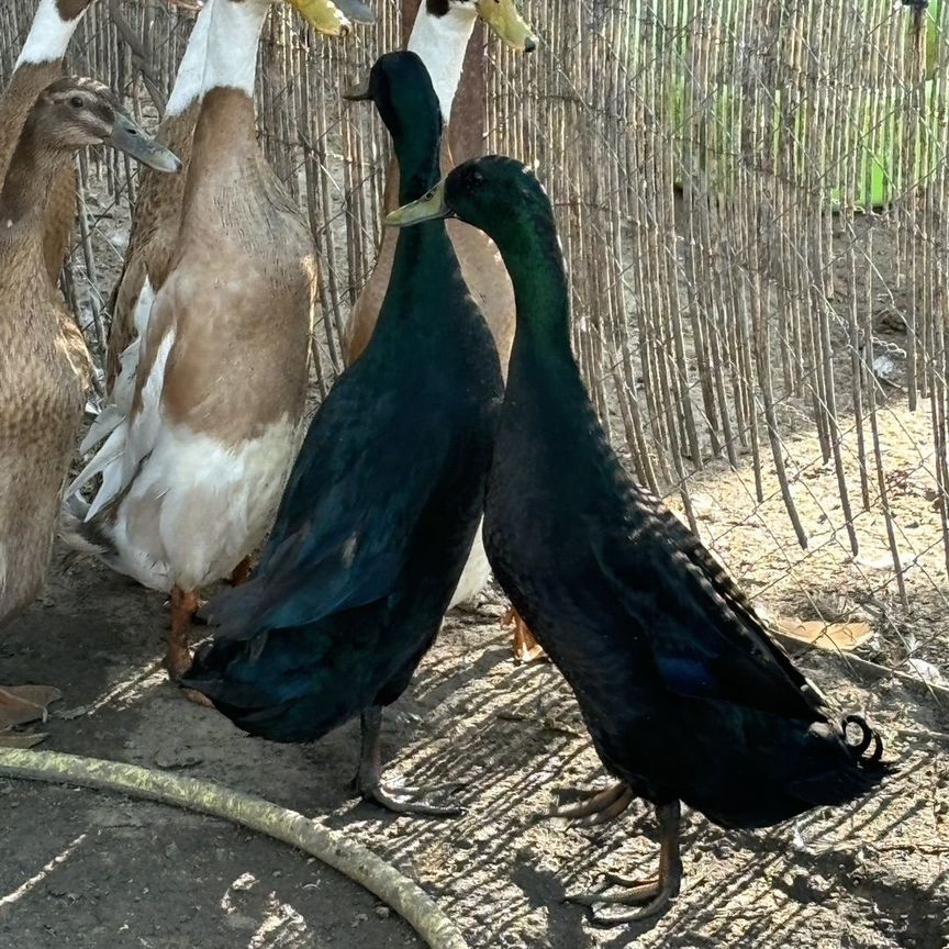 Утка бегунок