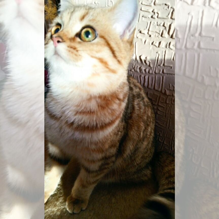 Кошка