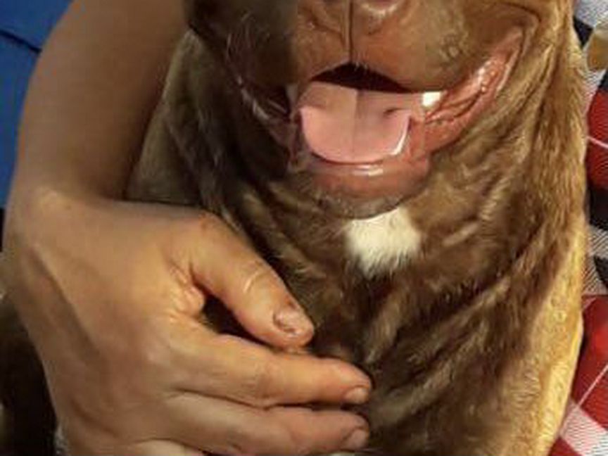 Питбуль вязка