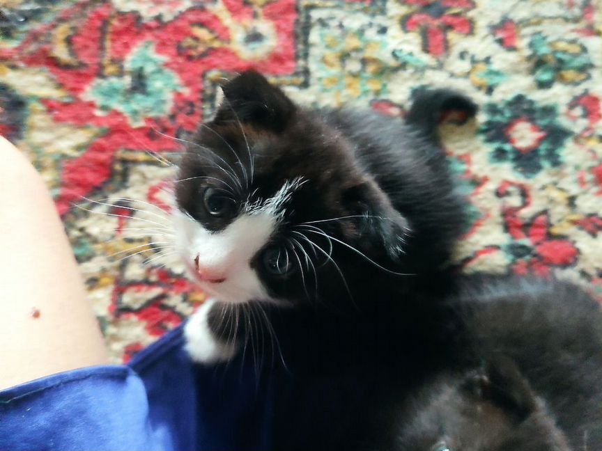 Котята в добрые руки бесплатно шотландец