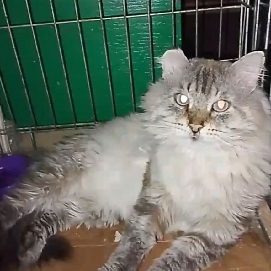 Котики бесплатно