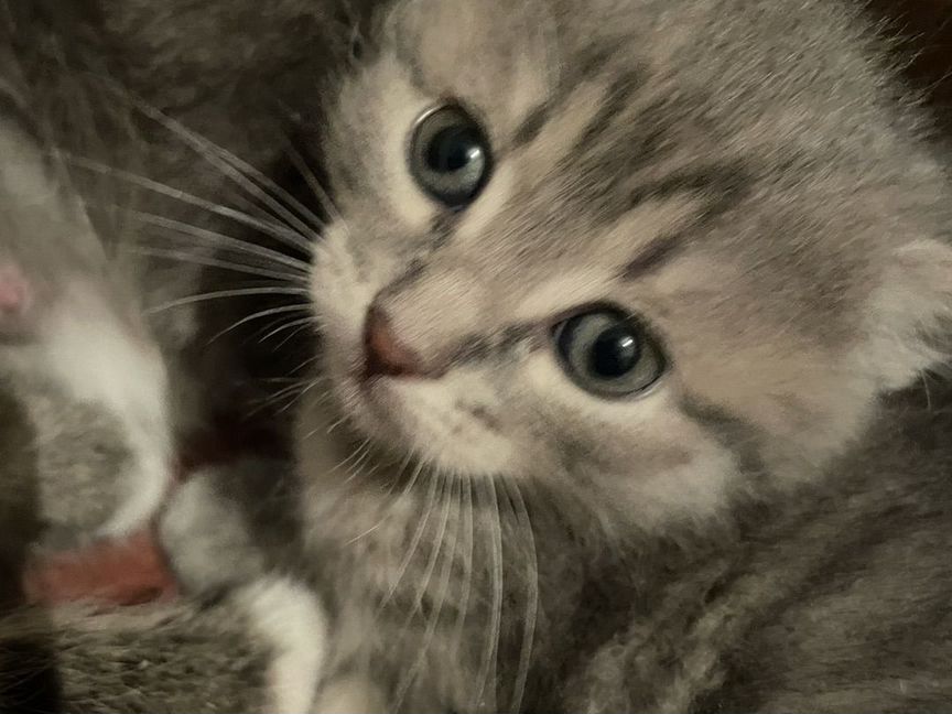 Продам котенка в добрые руки породистые