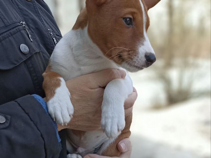 Щенки басенджи