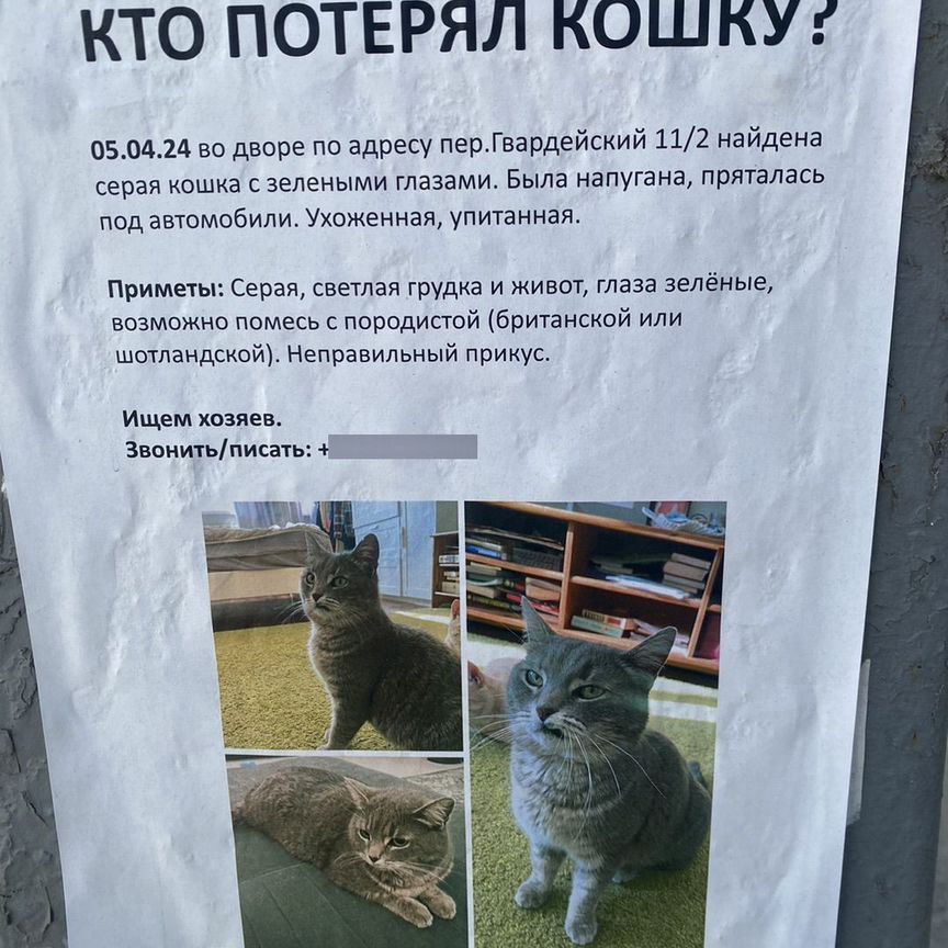 Чей кот Кто потерял