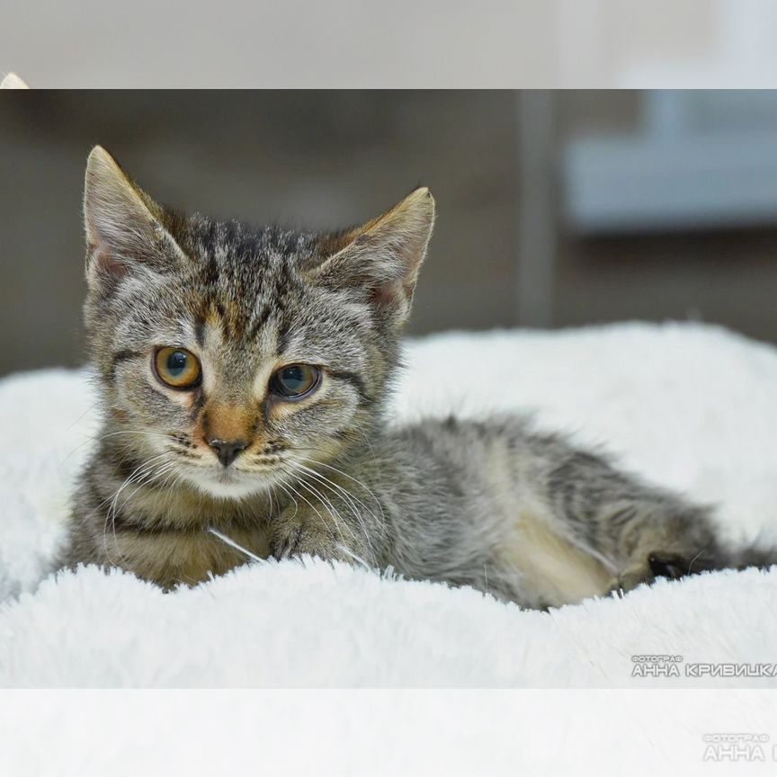 Ласковый котенок 2,5 месяца спасена с улицы