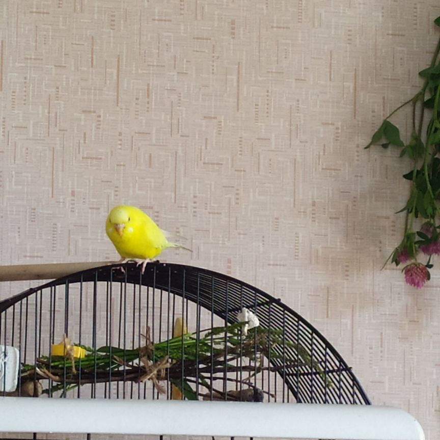 Волнистый попугай