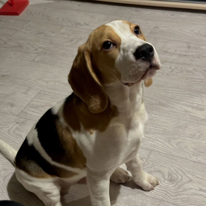 Бигль щенок 6 месяцев