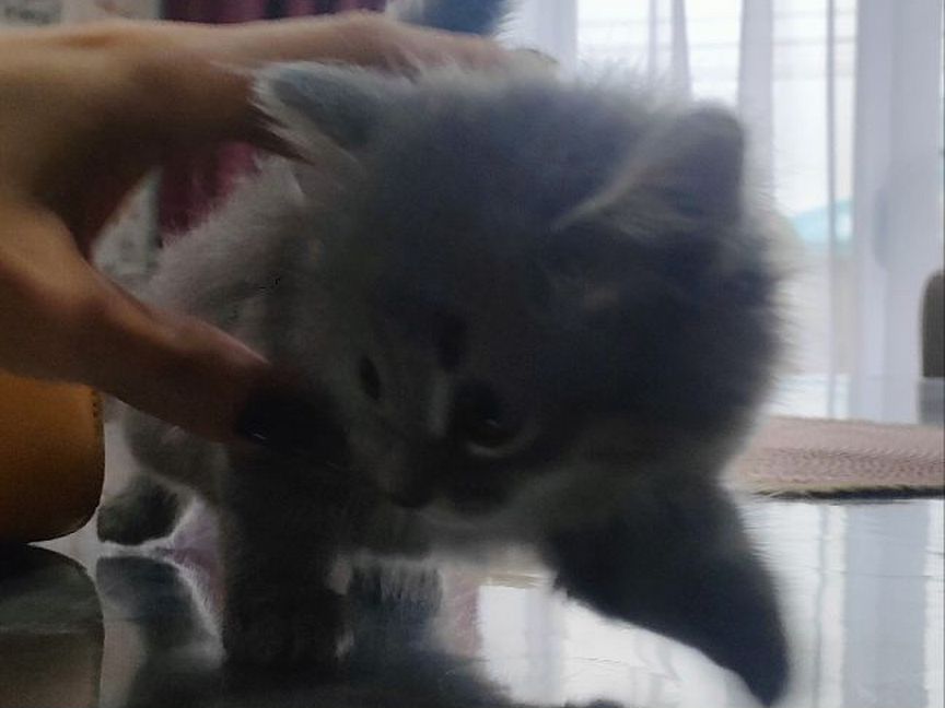 Кошка