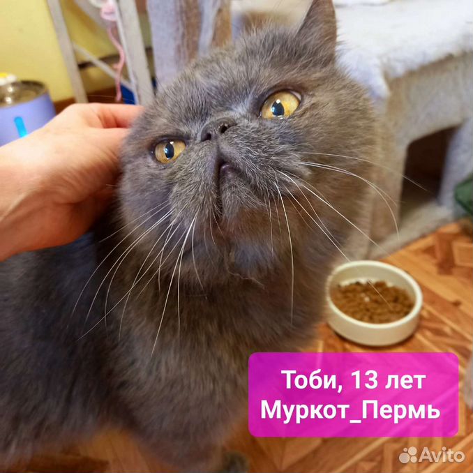 Экзотический кот ищет дом