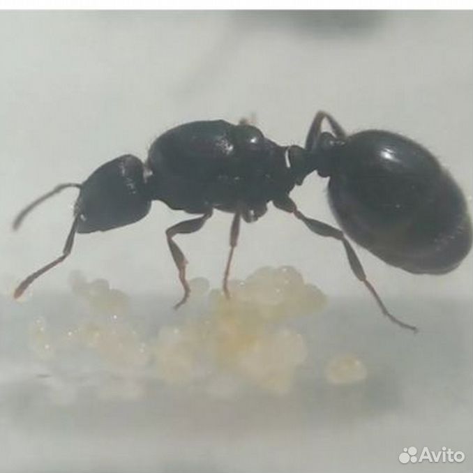 Матки Tetramorium caespitum