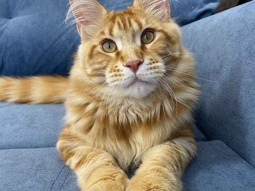 Мейн-кун котик