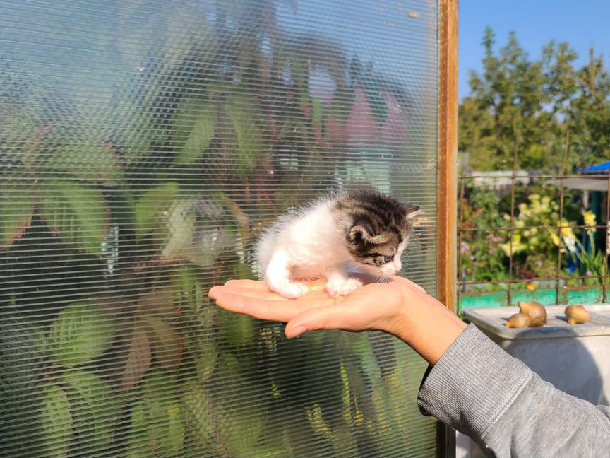 Котята, самые уникальные в стране