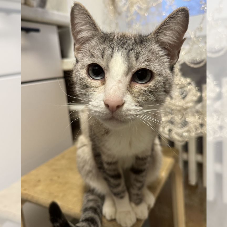 Взрослая, кошка в добрые руки