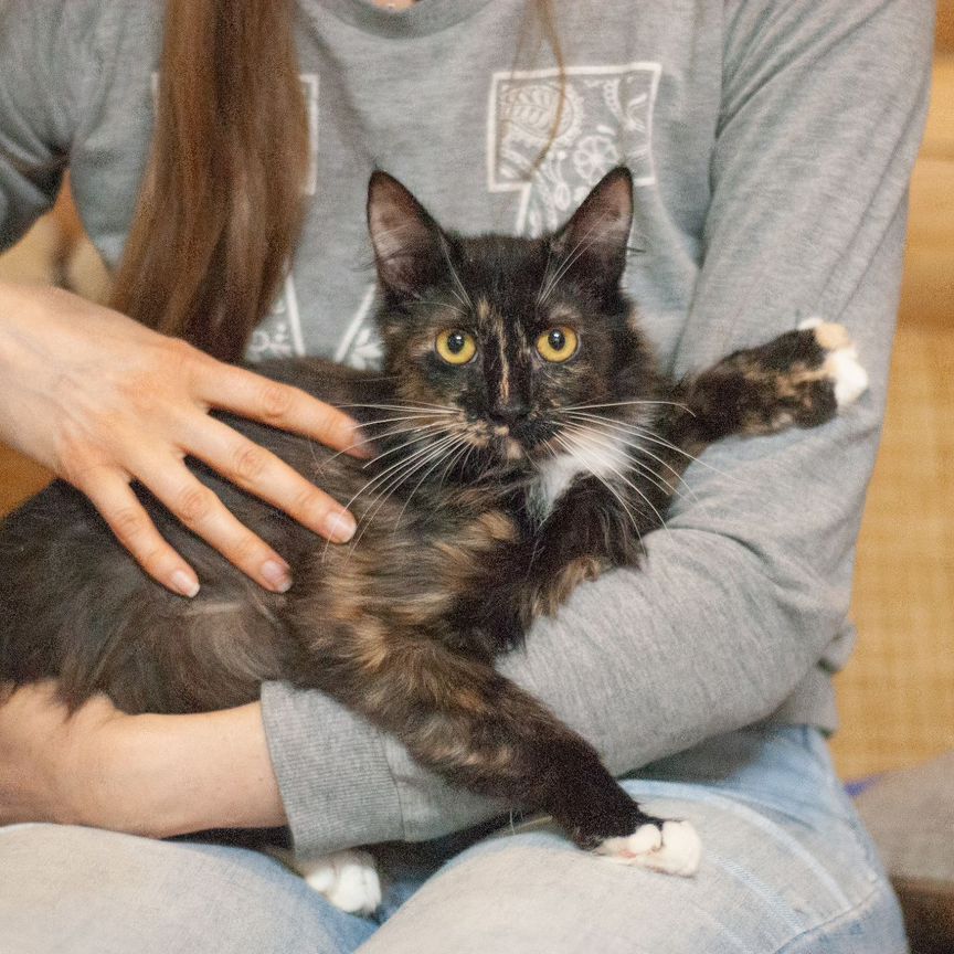 Очаровательная кошечка Милли в самые добрые руки