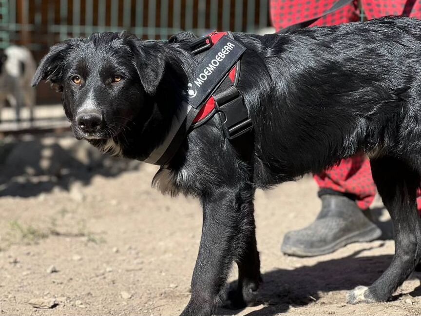 Собака в добрые руки отдам бесплатно