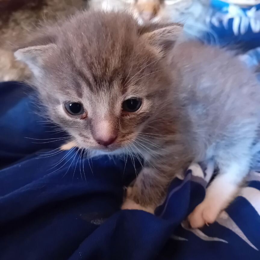 Домашние животные котята бесплатно