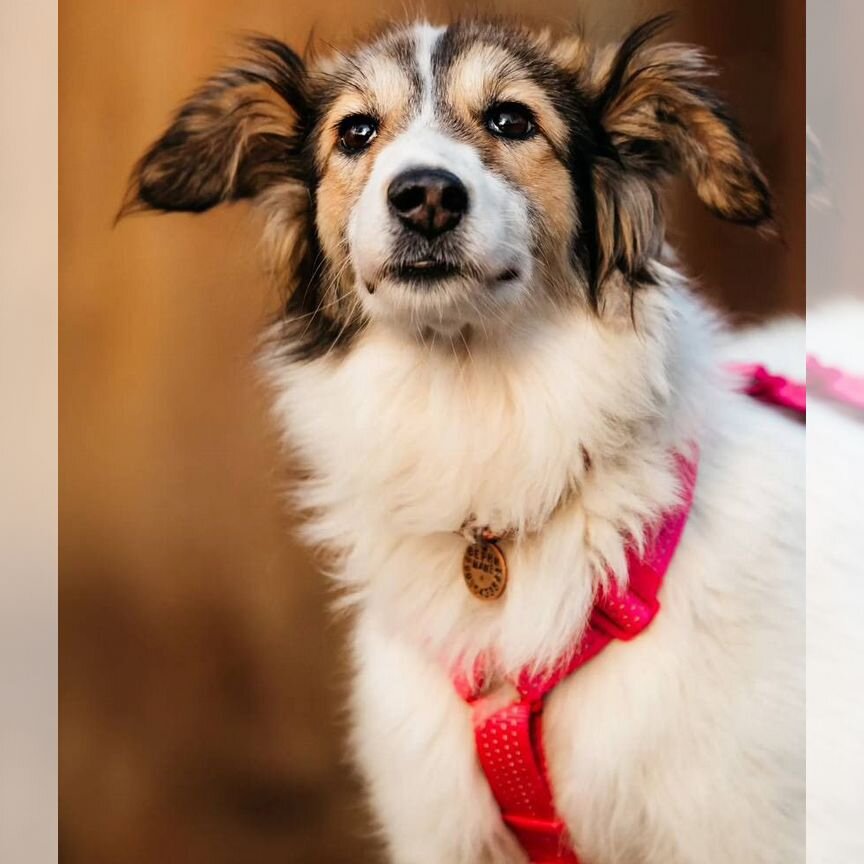 Взрослая собака в добрые руки