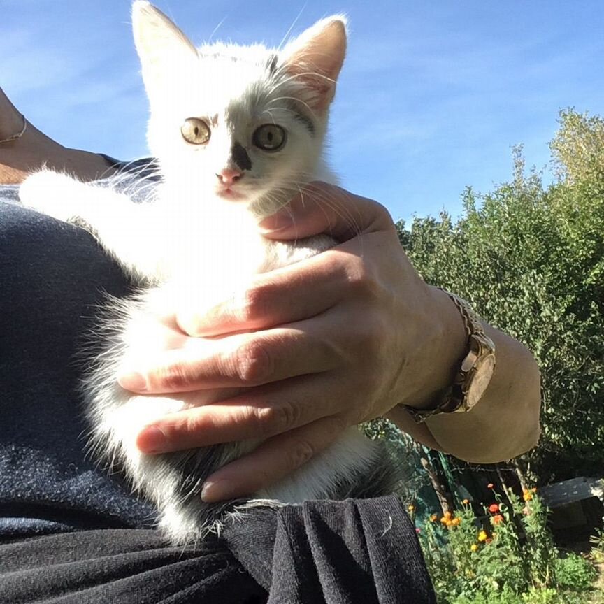 Котята в добрые руки бесплатно