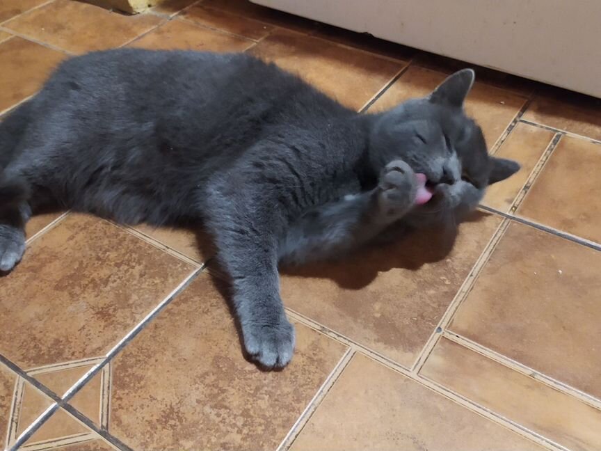 Котик серый,милый