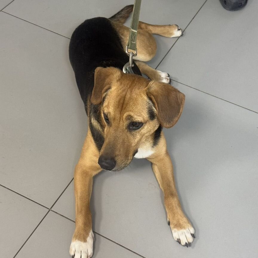 Найдена собака