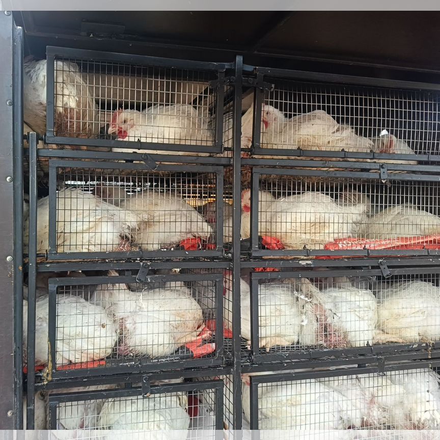 Бройлеры на забой(молодняк)