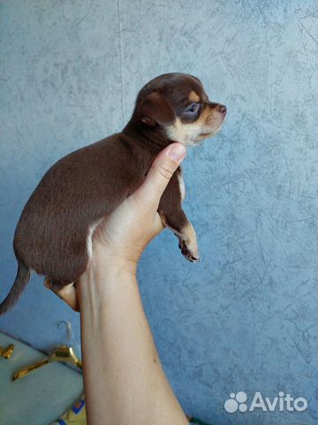 Продам девочку Чихуашку шоколадного окраса