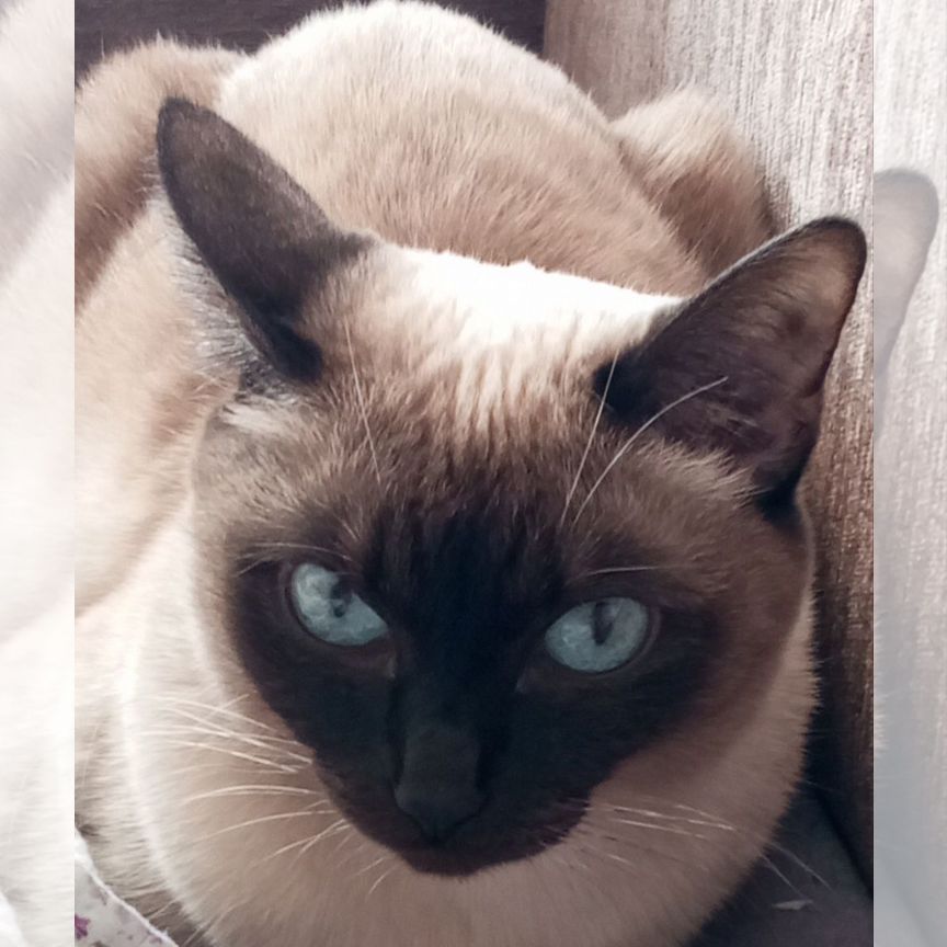Тайская, взрослая кошка