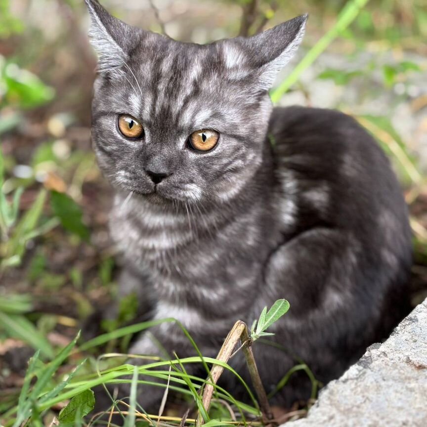 Британский короткошёрстный котёнок