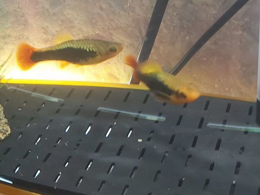 Рыбки пецилия гавайская мальки,аквариум